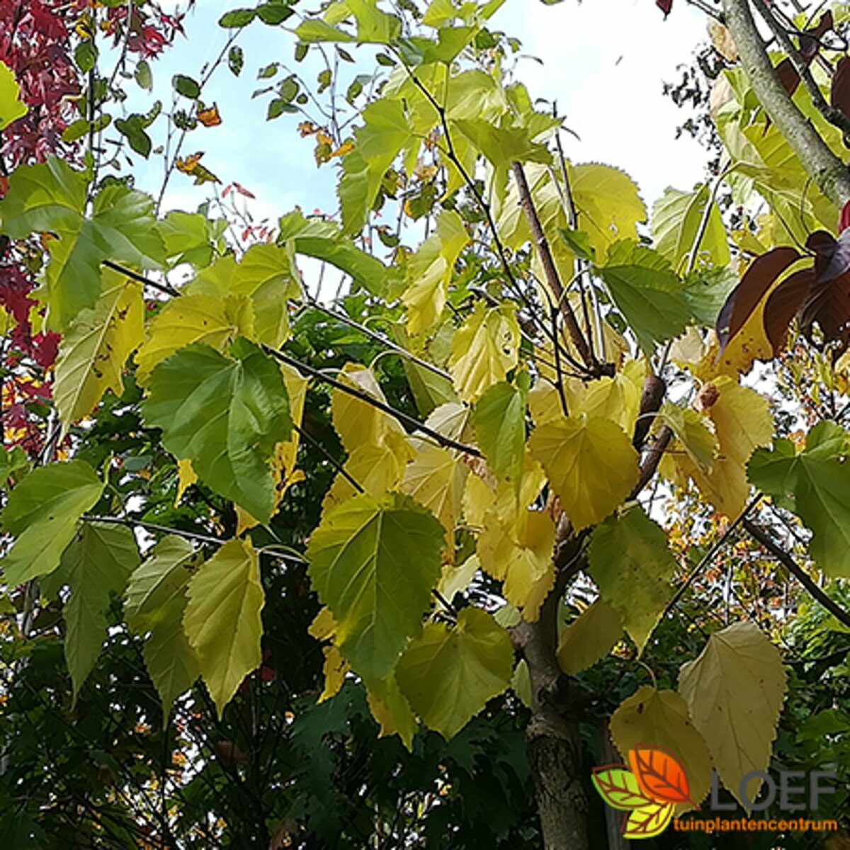 Morus alba 'Macrophylla' ST. 245 8-10 C. Dak - Tuinplantencentrum Loef